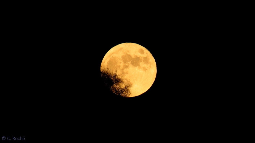 November Moon by Catherine Roché, Astronomy, Full Moon Photography ...