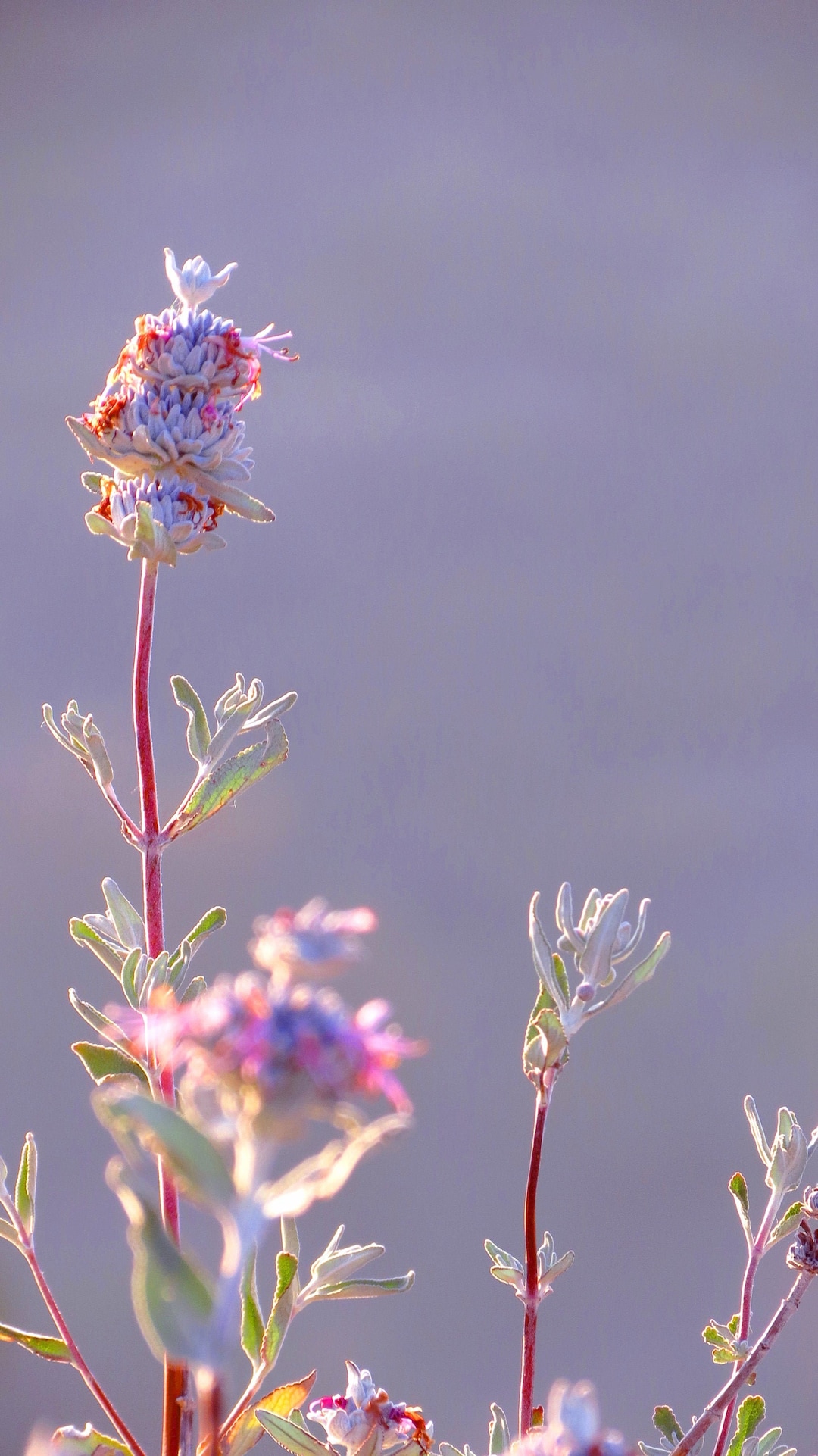 Wild Sage by Catherine Roché, Southern California Nature Photography ...
