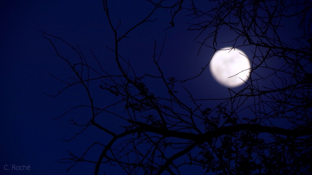 Entangled Moon by Catherine Roché, Astronomy, Tree Photography, Moon Photography, Landscape ...