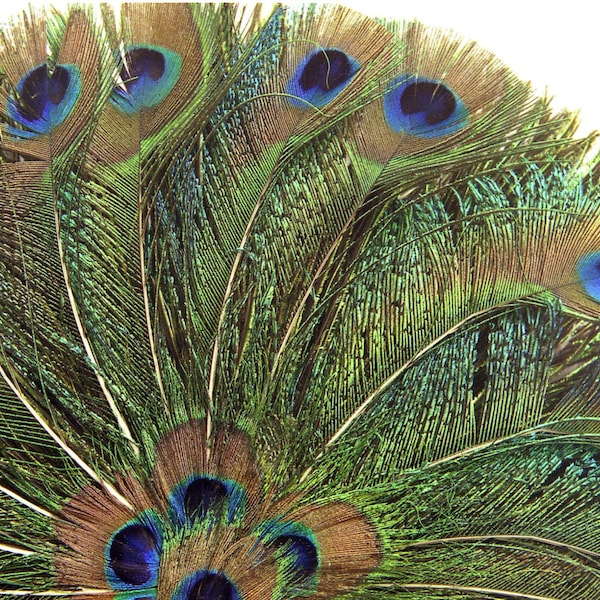 Peacock Fan - Etsy