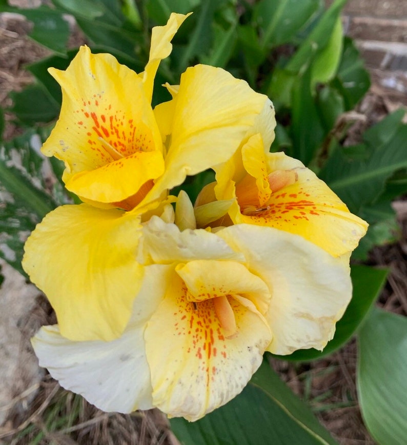 5 Yellow Canna Lily Rhizomes/ Bulbs Richard Wallace canary - Etsy