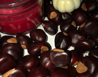 Red Buckeye Tree - Etsy