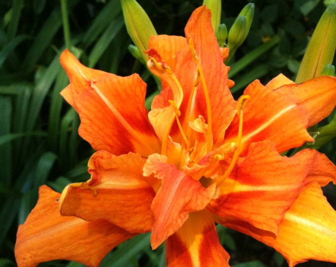 Collection of 6 Daylily Fans "kwanso"old Fashioned Double/triple Orange ...