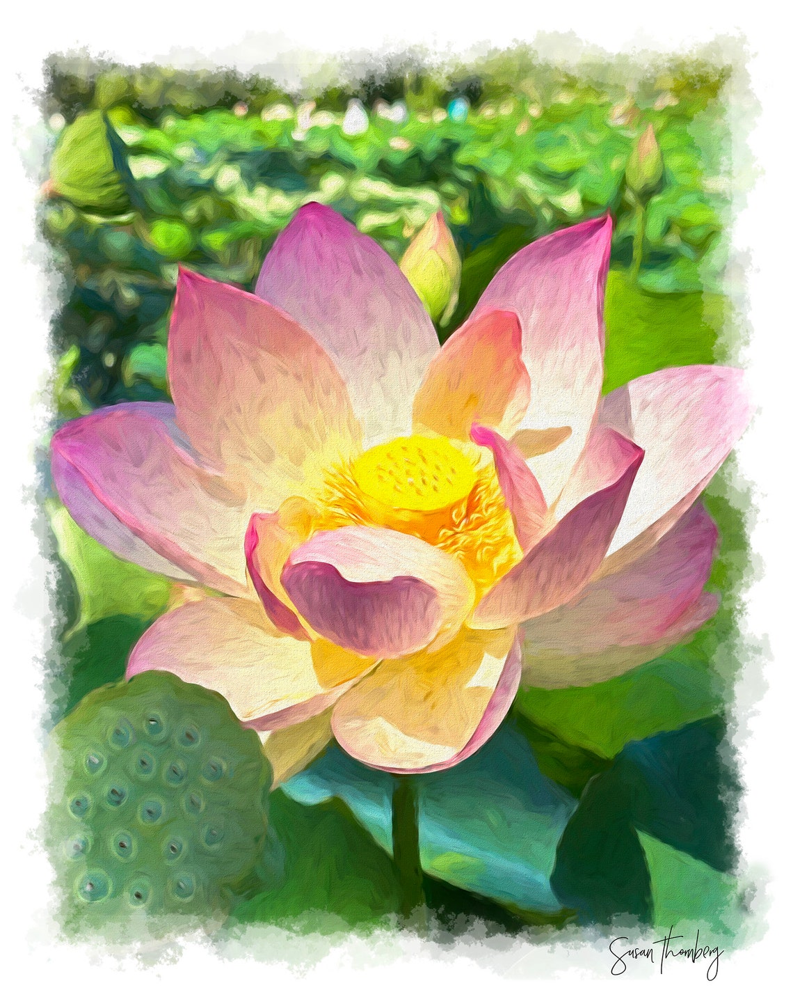 Pink and Yellow Lotus Flower Painting by Artist Susan Thornberg - Etsy