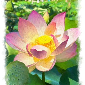 Pink and Yellow Lotus Flower Painting by Artist Susan Thornberg - Etsy
