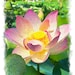 Pink and Yellow Lotus Flower Painting by Artist Susan Thornberg - Etsy