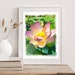 Pink and Yellow Lotus Flower Painting by Artist Susan Thornberg - Etsy