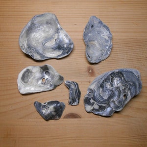 Seashells 6 Pieces of Eroded Seashells, Surf Tumbled Sea Shell ...