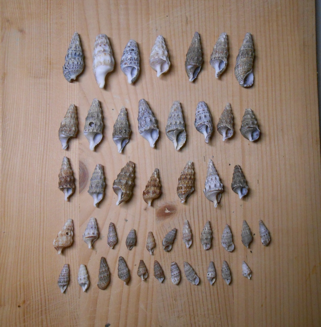 Seashells, Italian Cone-shaped Seashells , Bulk Mediterranean Sea ...