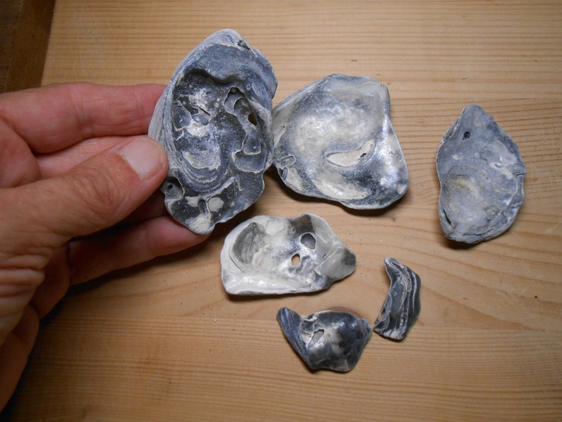 Seashells 6 Pieces of Eroded Seashells Surf Tumbled Sea Shell - Etsy