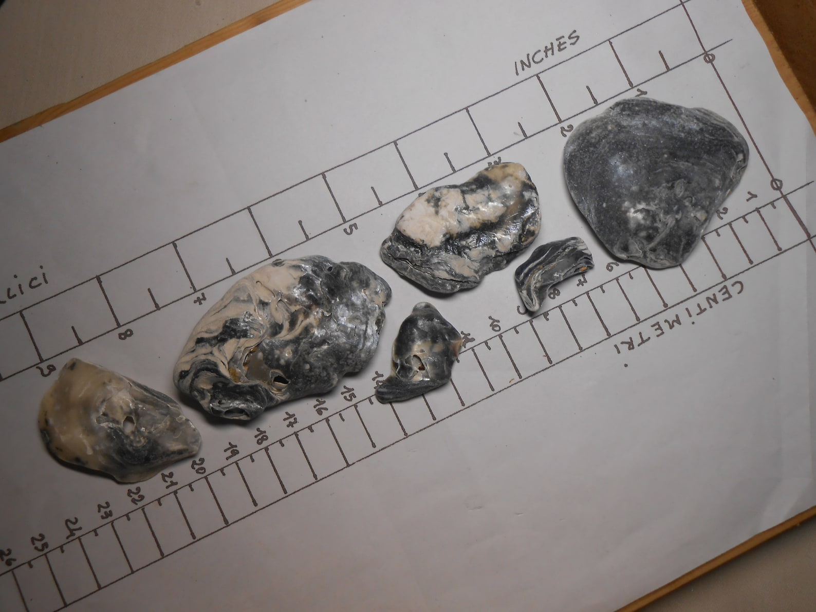 Seashells 6 Pieces of Eroded Seashells Surf Tumbled Sea Shell - Etsy