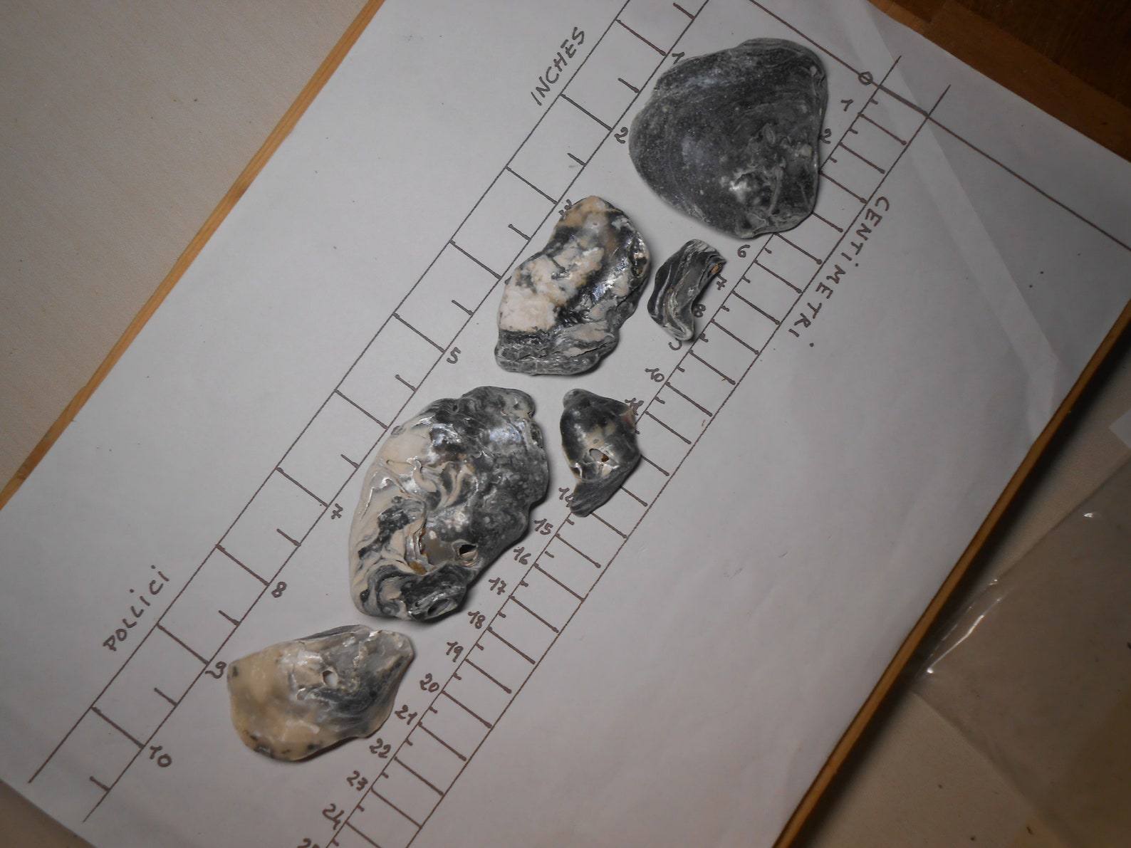 Seashells 6 Pieces of Eroded Seashells Surf Tumbled Sea Shell - Etsy