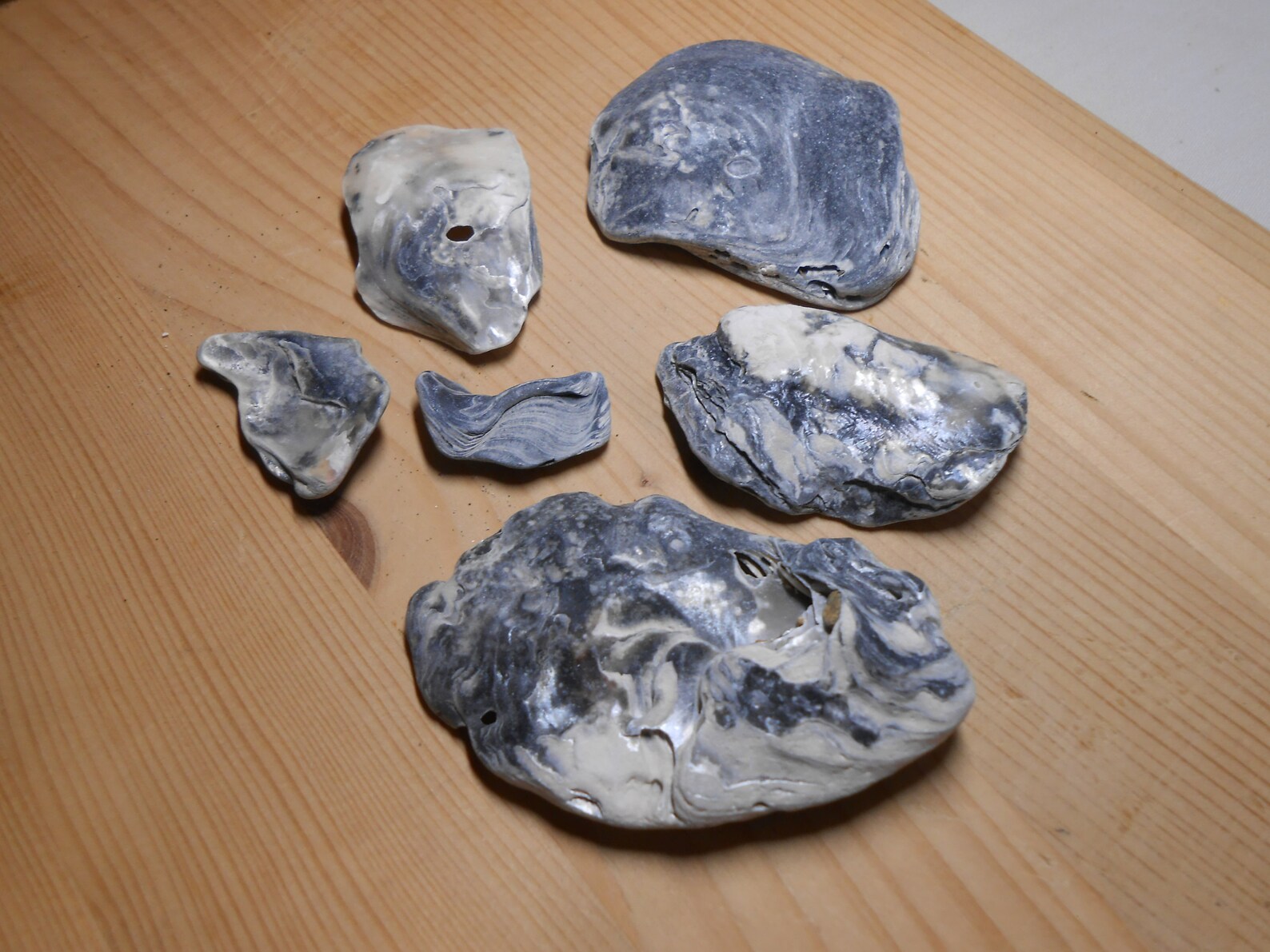 Seashells 6 Pieces of Eroded Seashells Surf Tumbled Sea Shell - Etsy