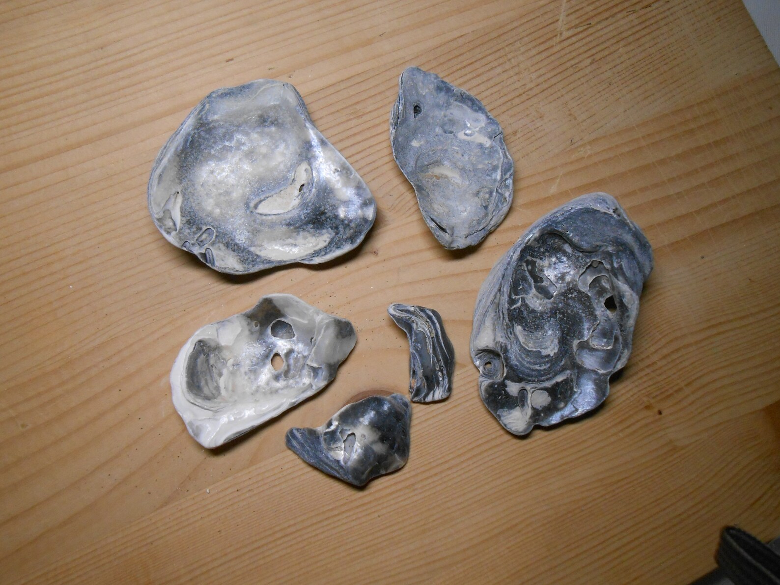 Seashells 6 Pieces of Eroded Seashells Surf Tumbled Sea Shell - Etsy