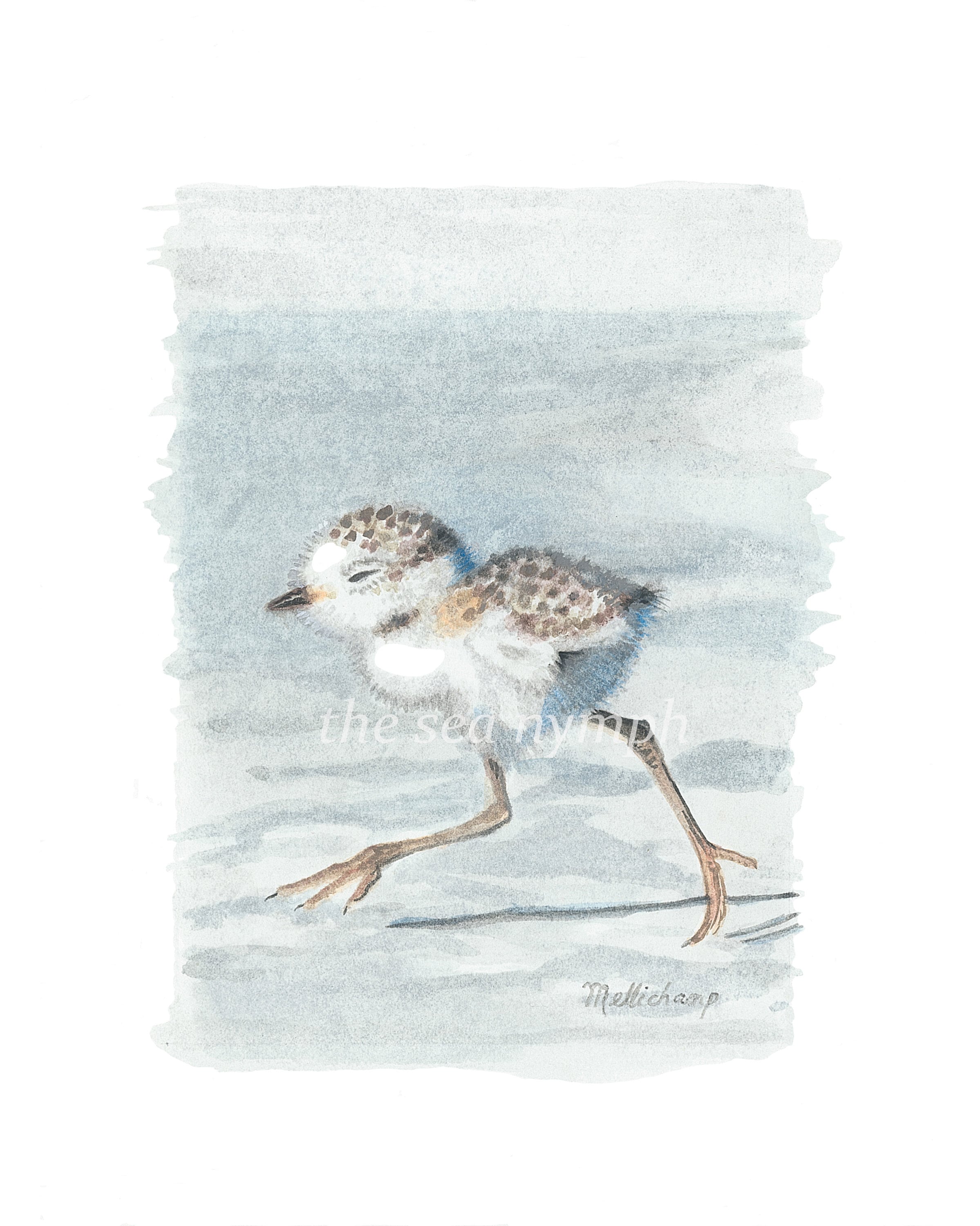 Snowy Plover Chick Watercolor Print - Etsy