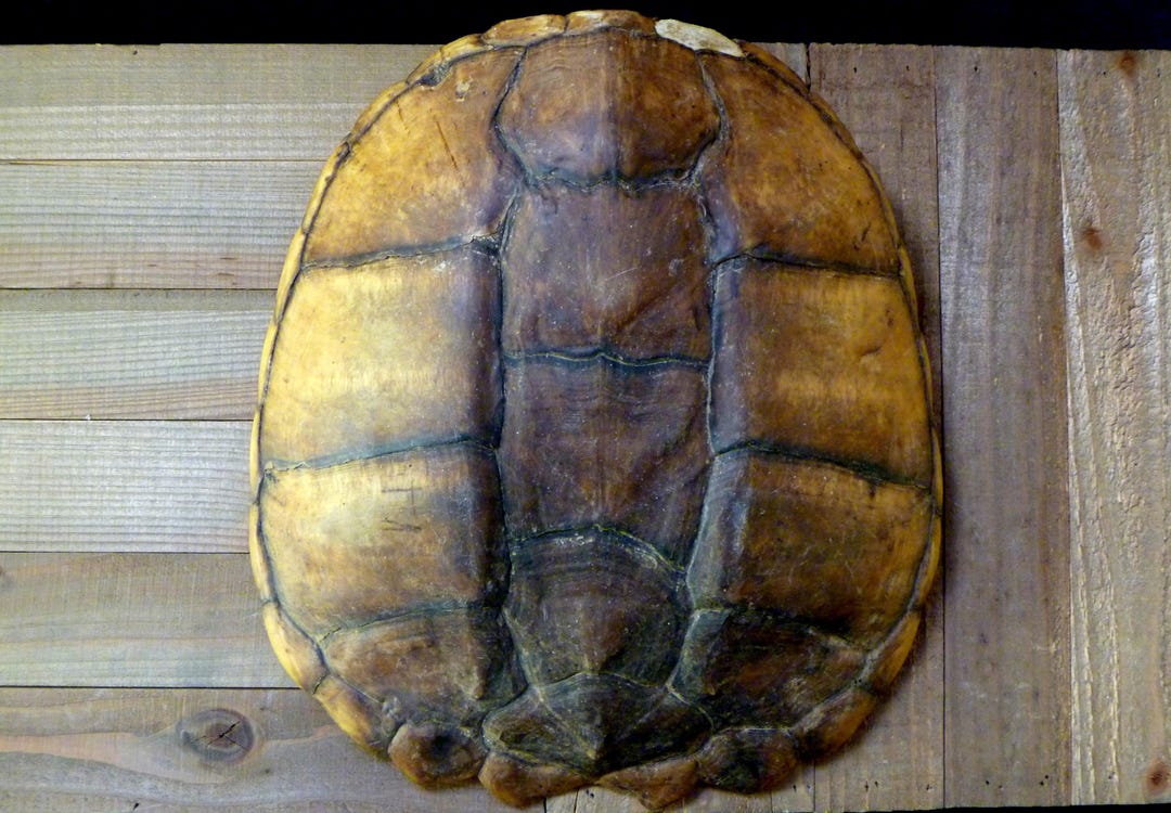 Common Snapping Turtle Shell 9.5 X 11.5 Unique Gifts Curiosities ...