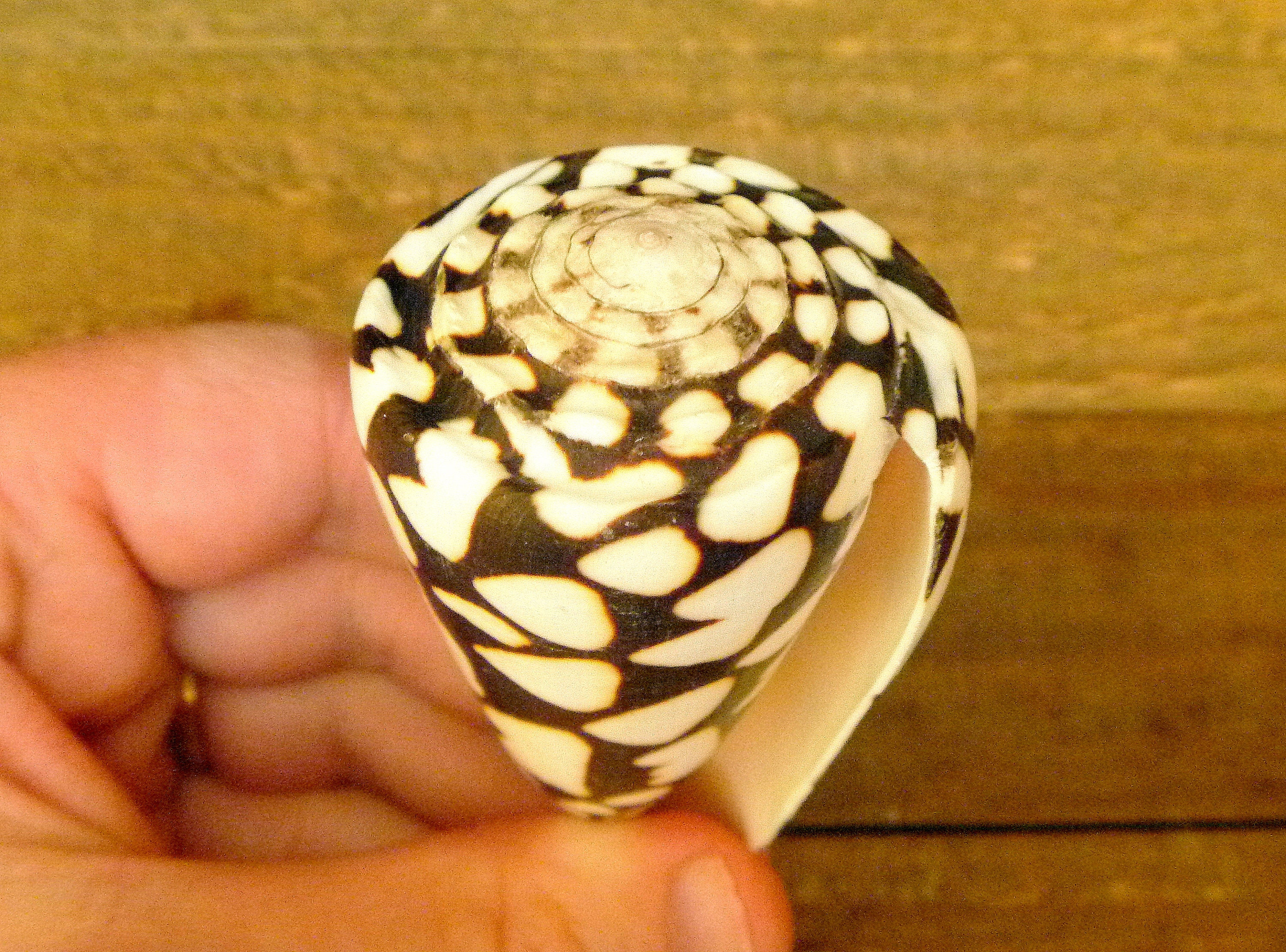 Marbled Cone Snail Shell 3" X 1.5" Beach Ocean Nautical Wedding Decor ...