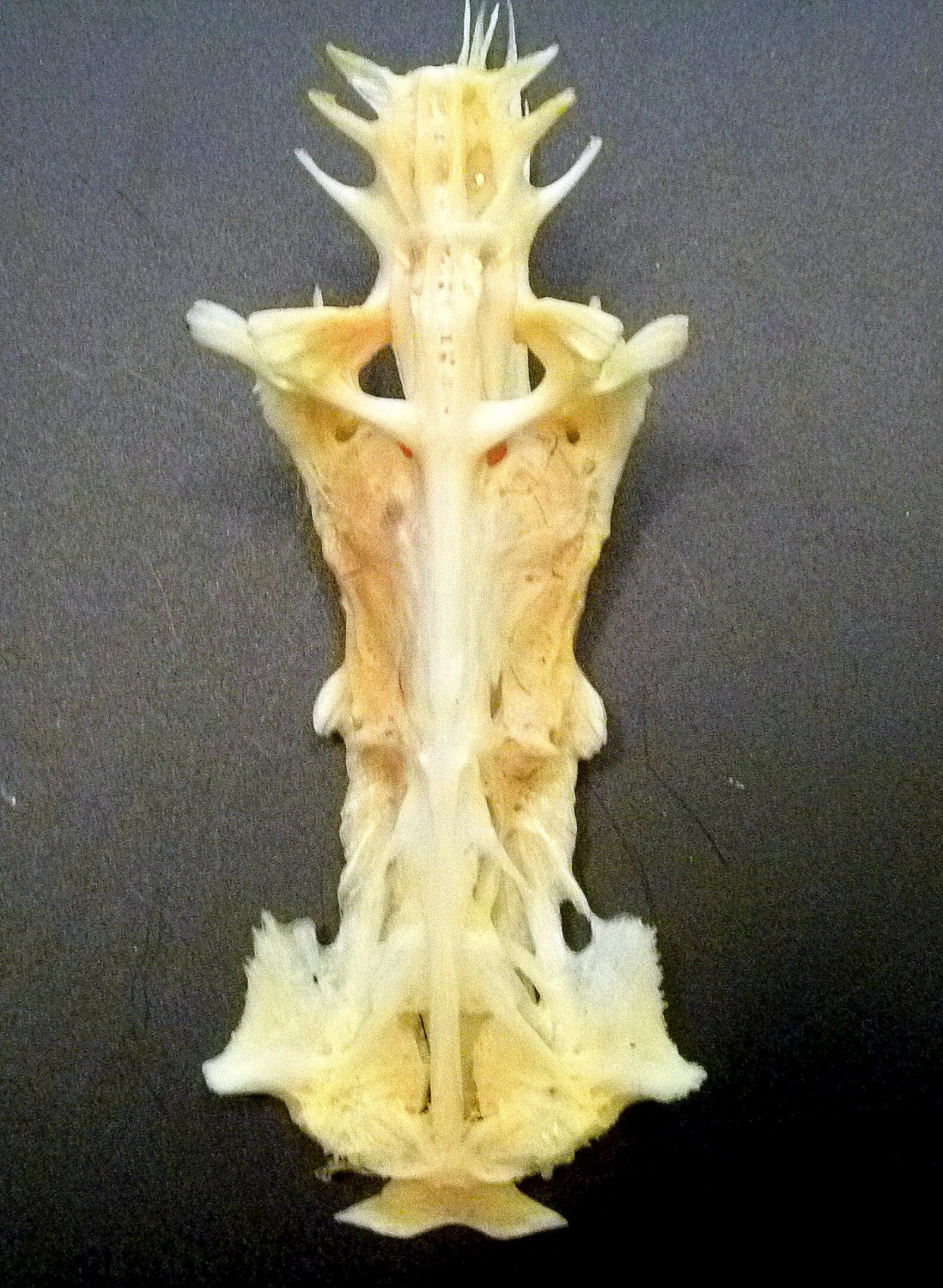 Crucifix Fish Gaff Top Sailcat Fish Skull Religious Jesus Christ Cross ...