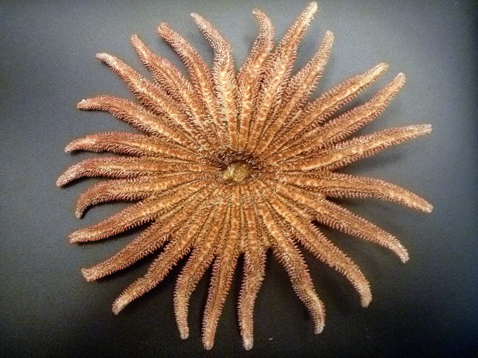 Spiny Sunstar 6 - 8" Sunflower Starfish Ocean Beach Decor Multileg ...