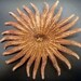 Spiny Sunstar 6 8 Sunflower Starfish Ocean Beach Decor Multileg Seastar ...