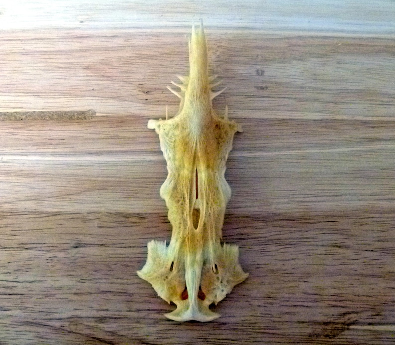 Crucifix Fish Gaff Top Sailcat Fish Skull Religious Jesus Christ Cross ...