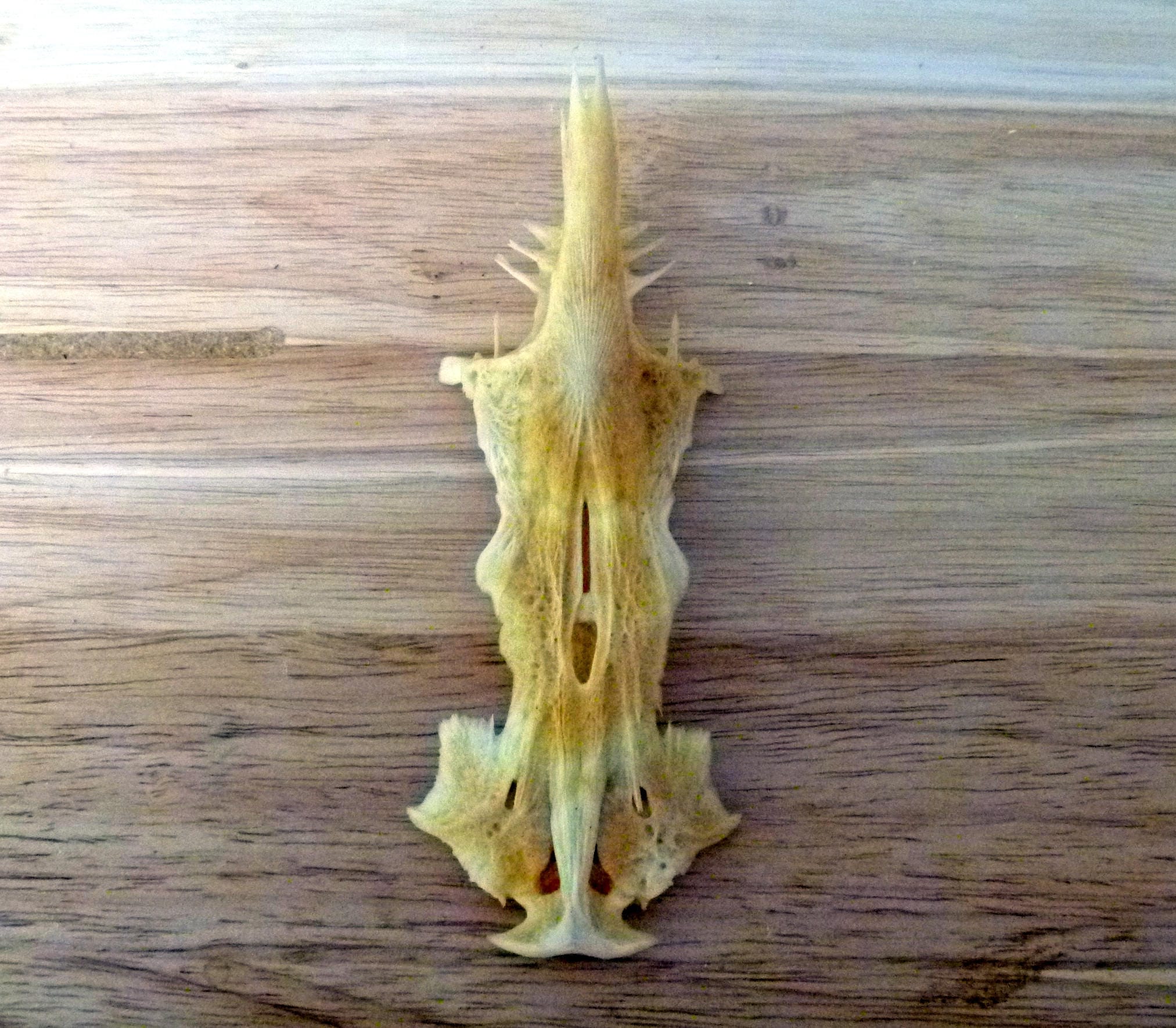 Crucifix Fish Gaff Top Sailcat Fish Skull Religious Jesus Christ Cross ...