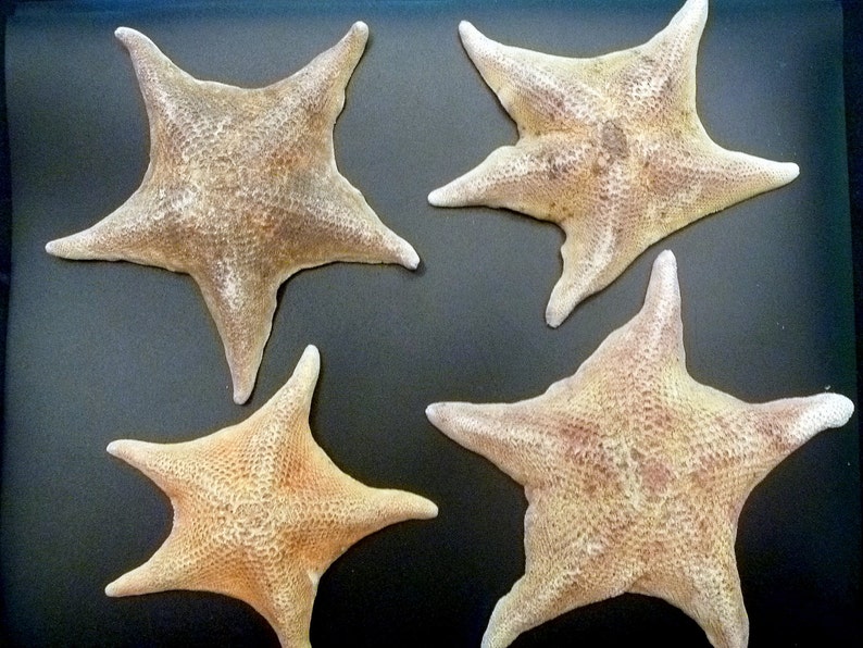 Bat Starfish 4 - 6" Sea Star Ocean Beach Theme Wedding Decor - Etsy
