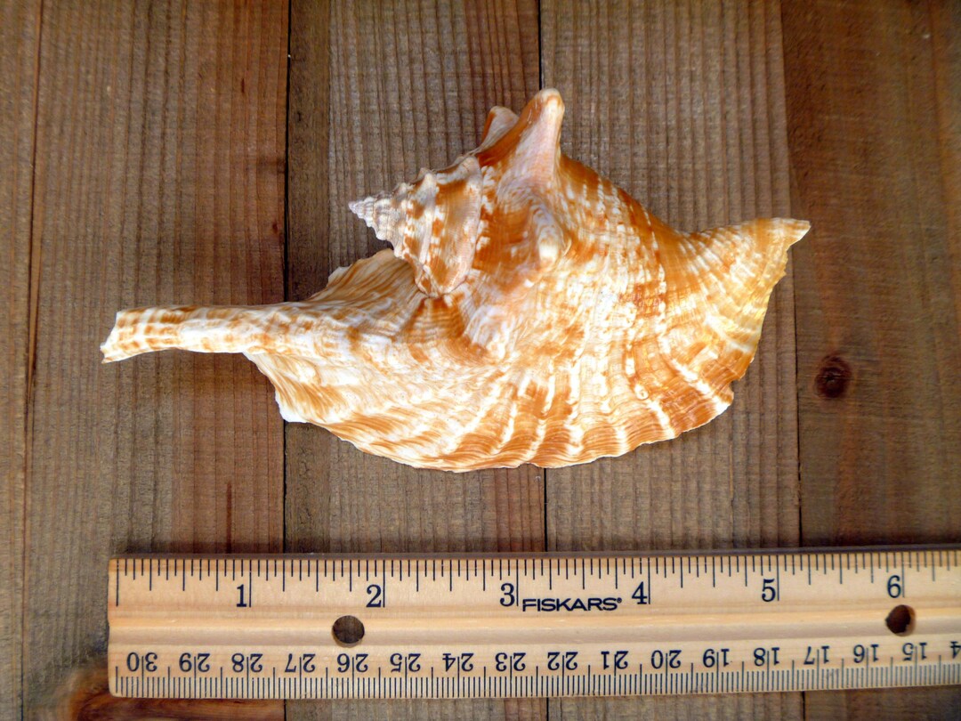 Rooster Conch 6" Strombus Gallus Roostertail Shells Seashells Unique ...