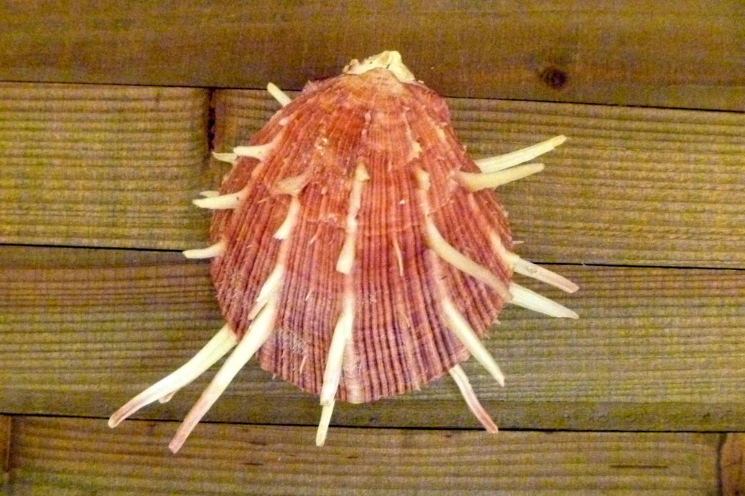 Spiny Spondylus Regius Oyster Regal Thorny Imperialis Large Seashell ...