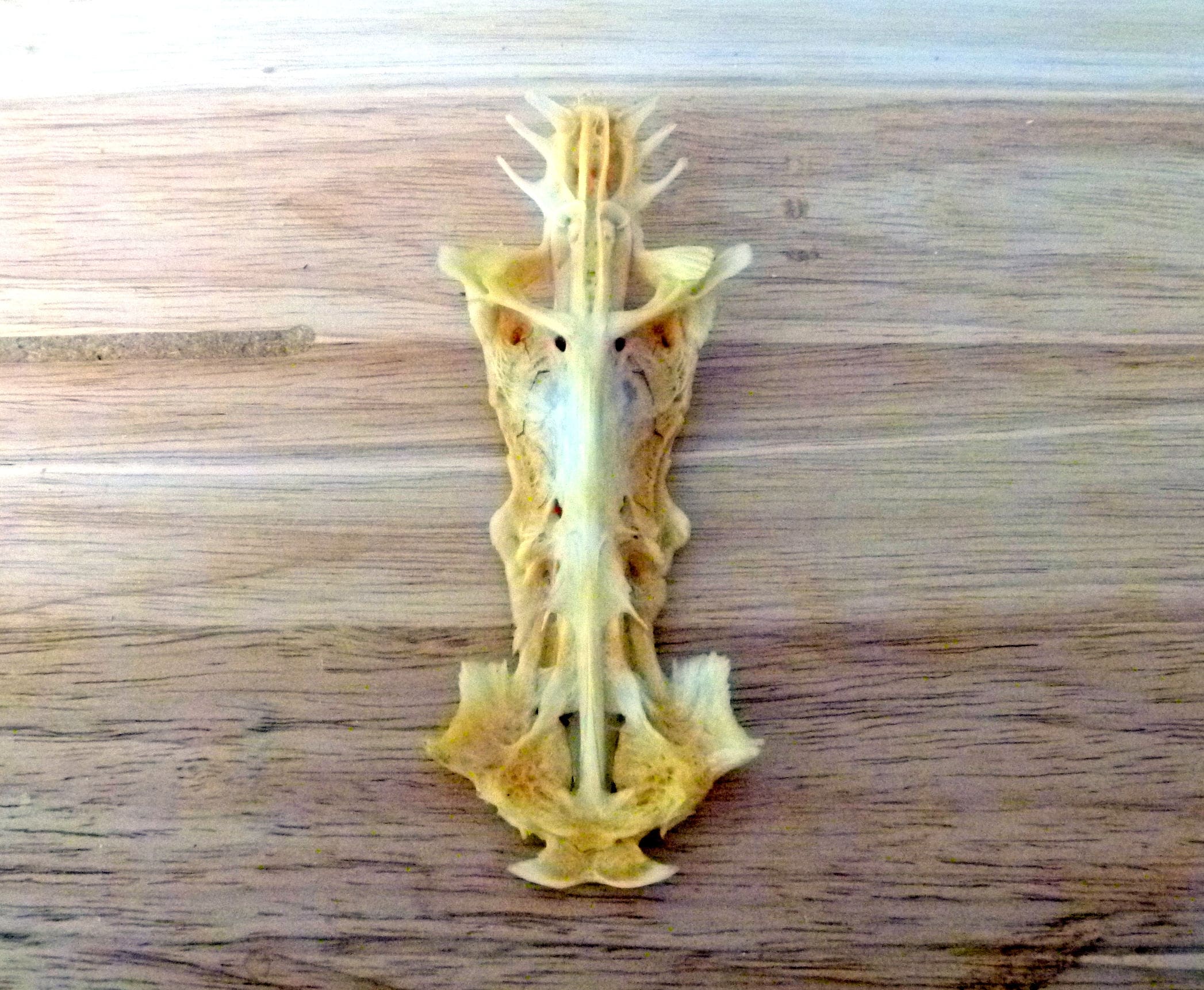 Crucifix Fish Gaff Top Sailcat Fish Skull Religious Jesus Christ Cross ...