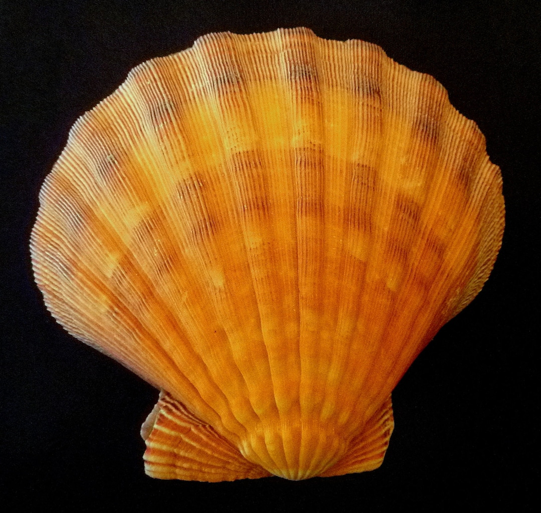 Complete Orange Lion's Paw Scallop Pairs 5+" Shells Scallops Beach ...