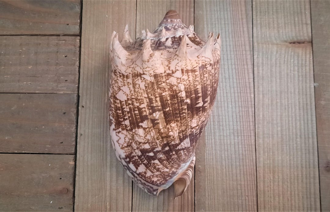 Imperial Volute 6" Sea Shells Beach Wedding Decor Ocean Theme - Etsy