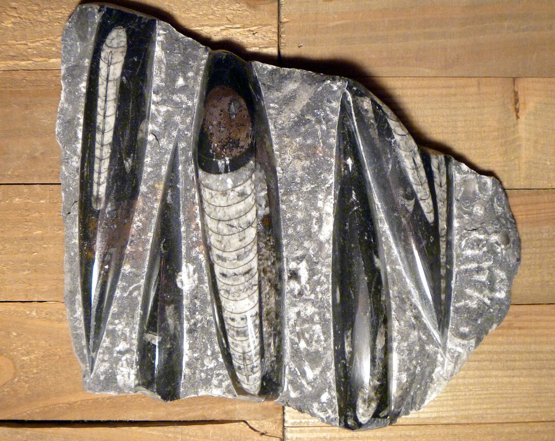 Orthoceras Fossils Large Tablet Plate 9" X 7" X 1.5" Fossil Collector ...
