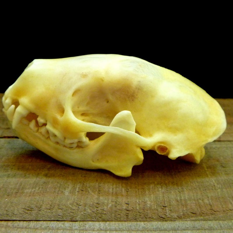 Skunk Skull - Etsy
