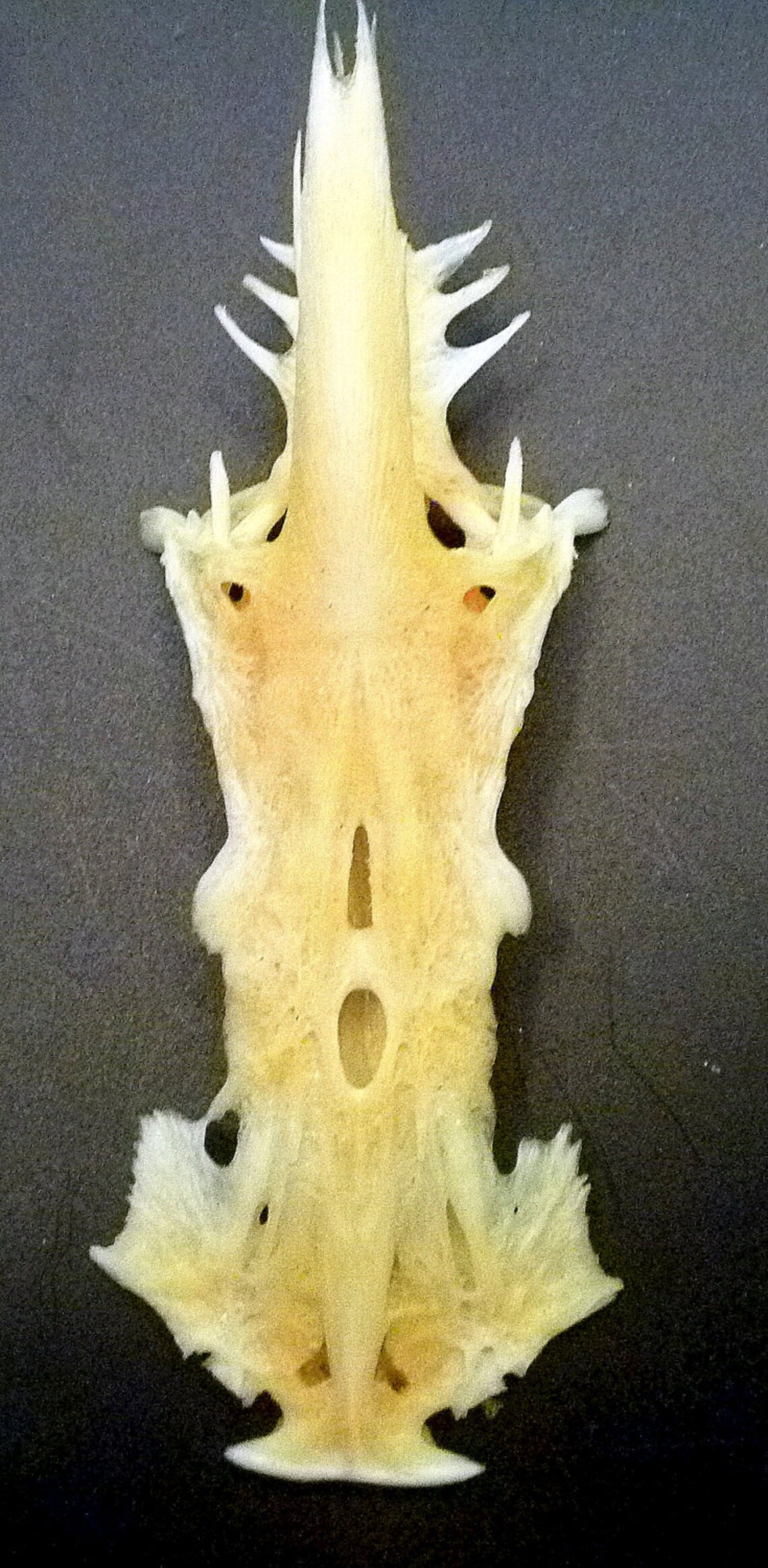 Crucifix Fish Gaff Top Sailcat Fish Skull Religious Jesus Christ Cross ...