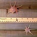 Spiny Sunstar 6 - 8" Sunflower Starfish Ocean Beach Decor Multileg ...