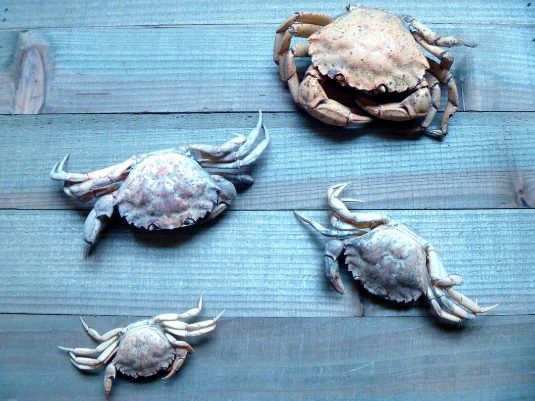 Preserved European Green Shore Crabs From New England - Etsy