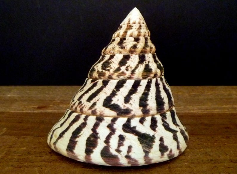 Natural Trochus Niloticus Sea Snail Shell Beach Ocean Decor - Etsy