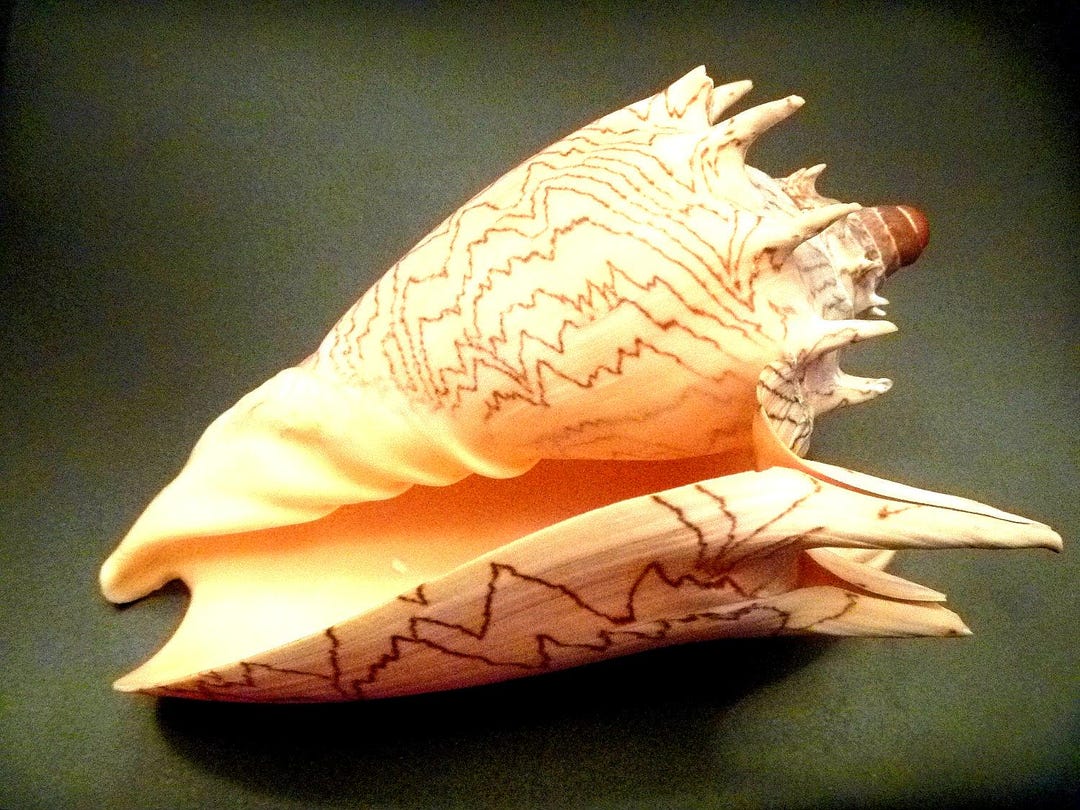 Imperial Volute 6" Sea Shells Beach Wedding Decor Ocean Theme - Etsy