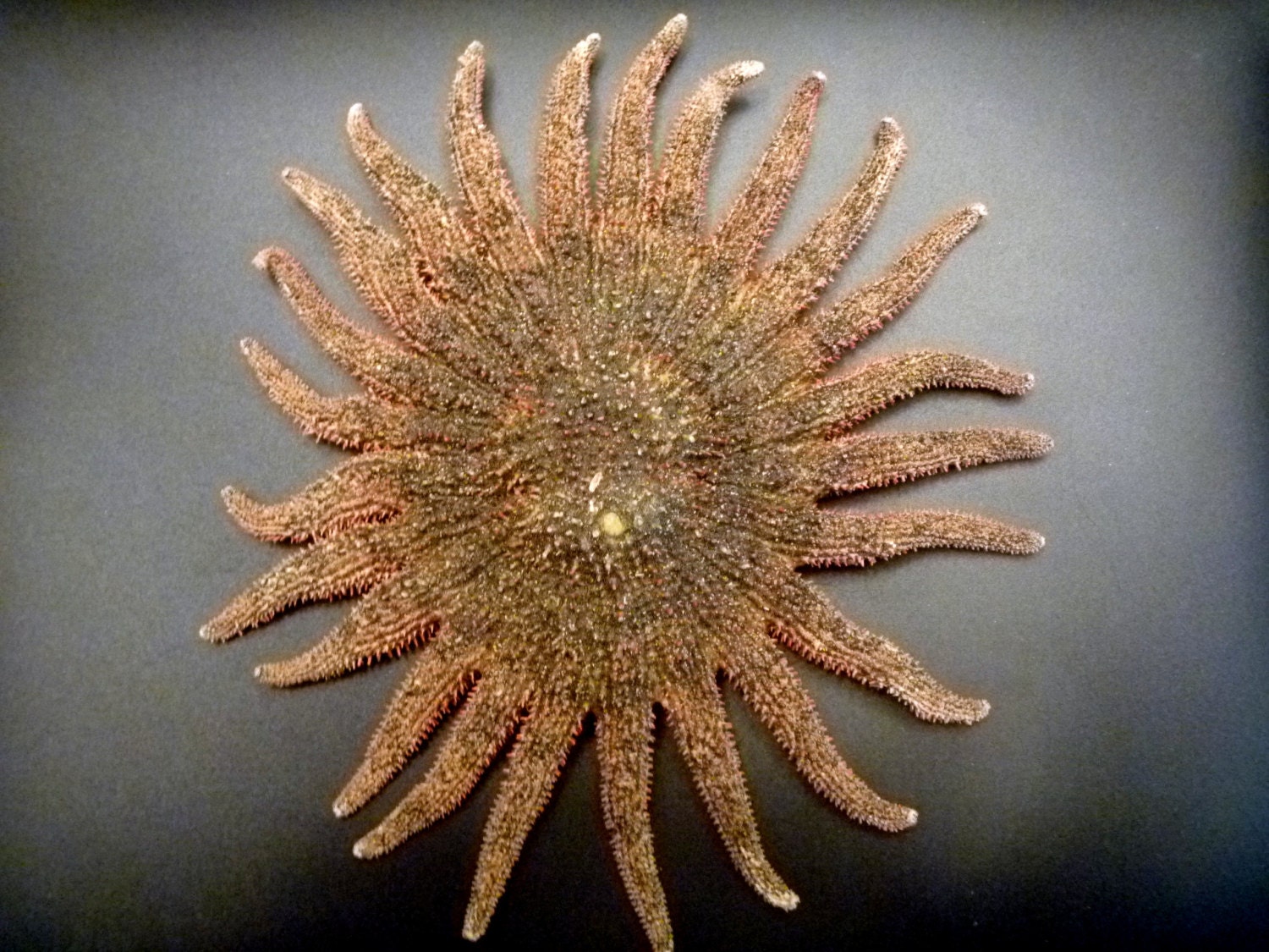 Spiny Sunstar 6 - 8" Sunflower Starfish Ocean Beach Decor Multileg ...