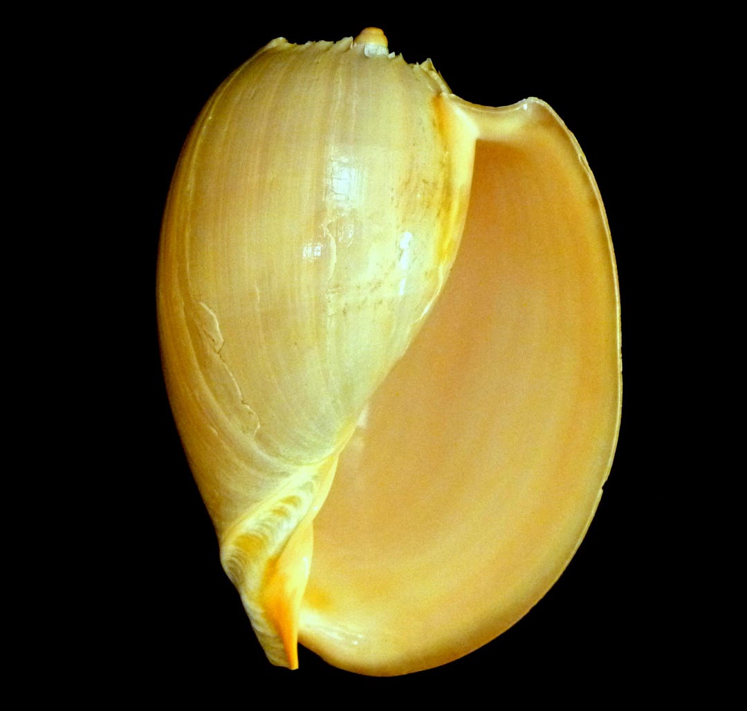 Philippine Melon 10" Crowned Baler Indian Volute Huge Giant Exotic ...