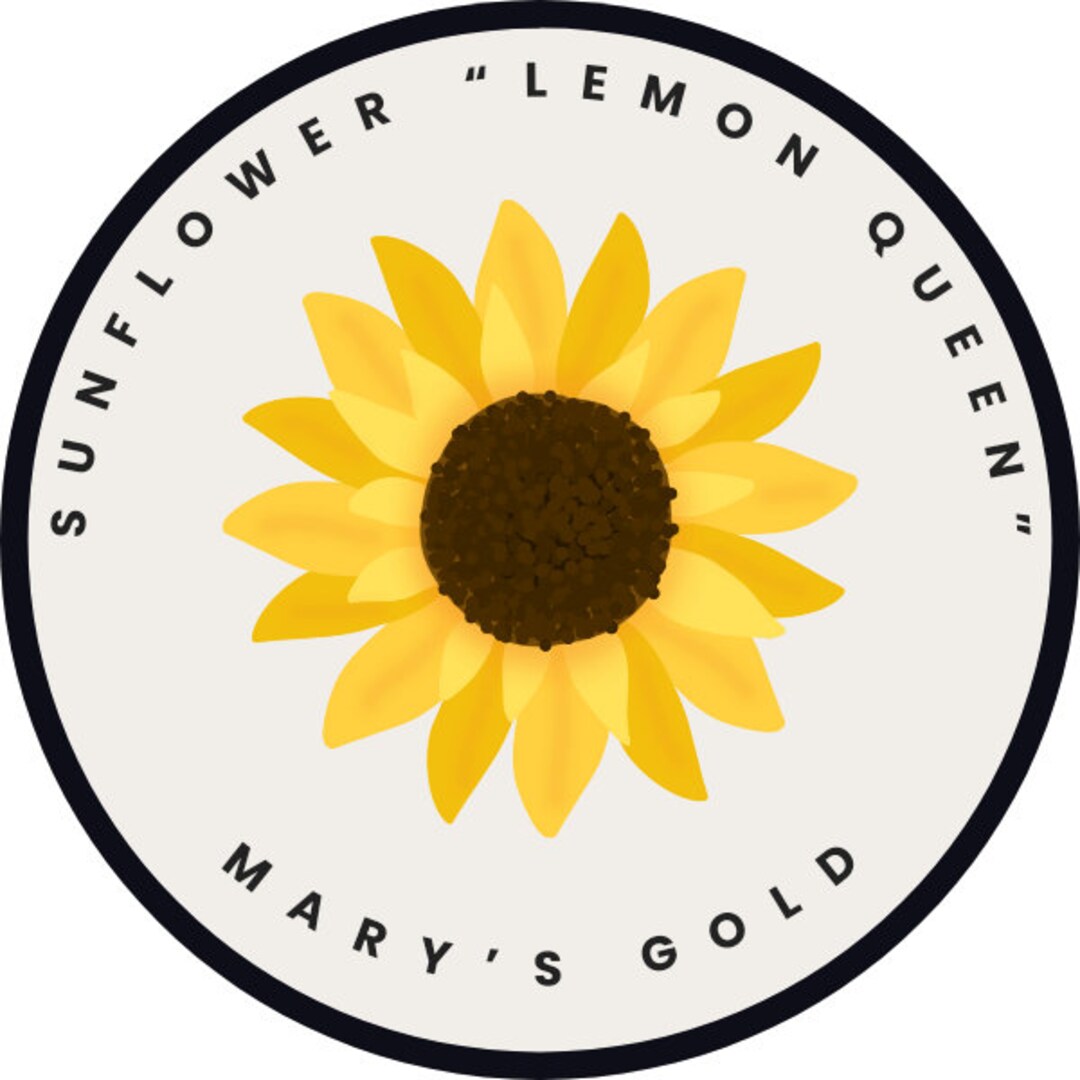 Sunflower "lemon Queen" Flower Seed - Etsy