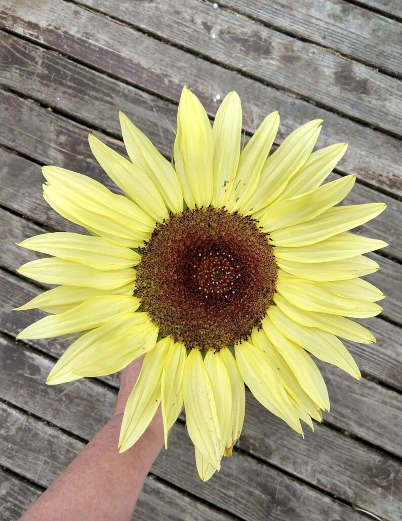 Sunflower lemon Queen Flower Seed - Etsy