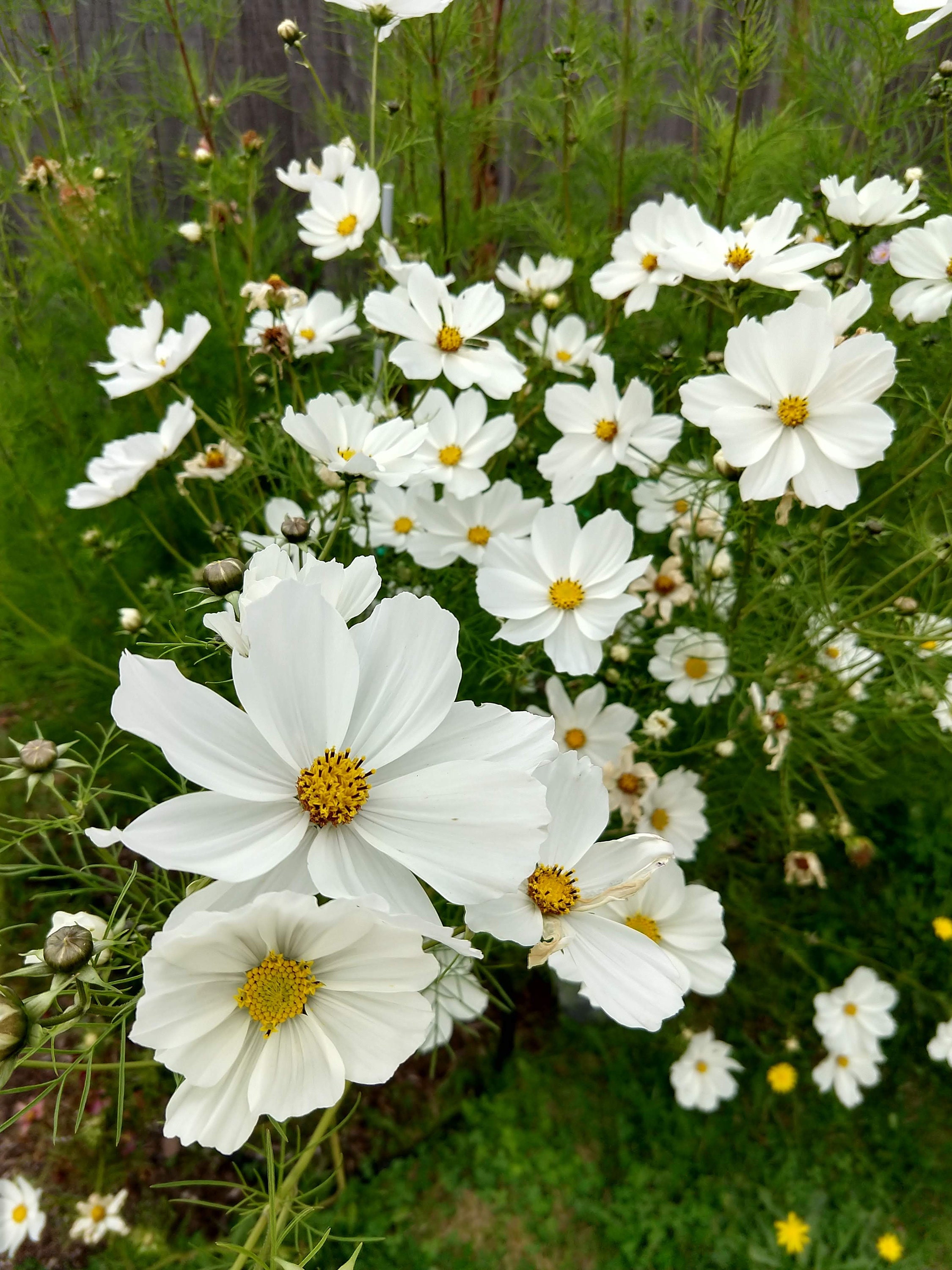 Cosmos "purity" Flower Seed - Etsy