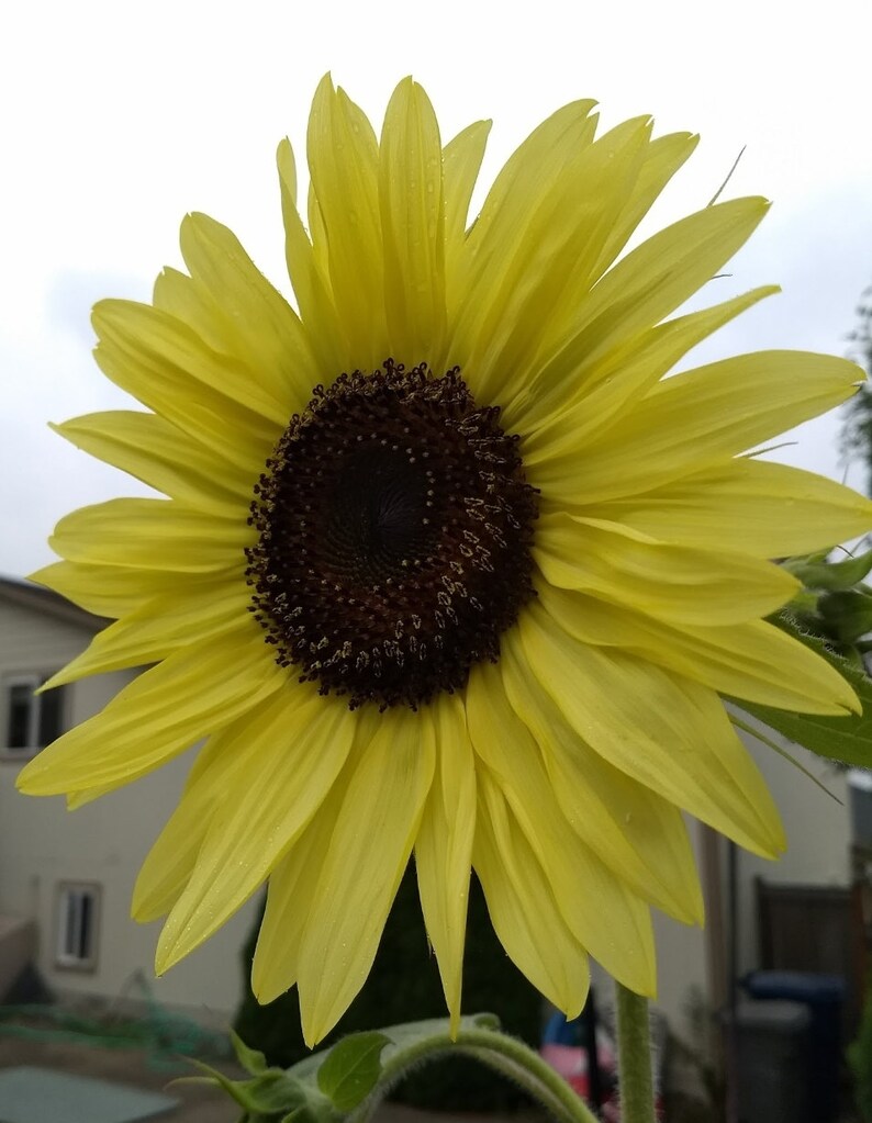 Sunflower lemon Queen Flower Seed - Etsy