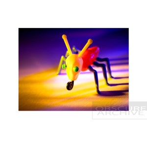 COOTIE - a Rare Mid-century Insect - Original Fine Art Photograph of a ...