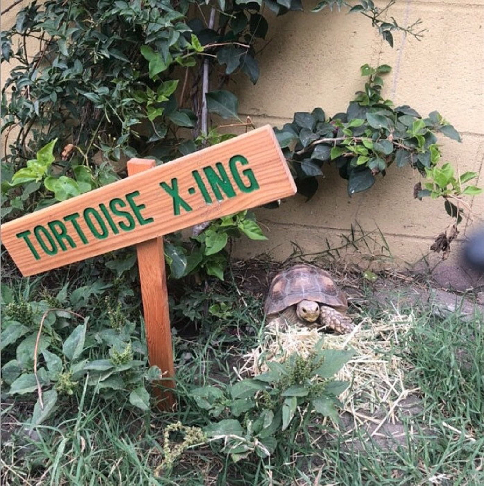 TURTLE X-ING Caution Sign TORTOISE Yard Sign Hand Routed - Etsy