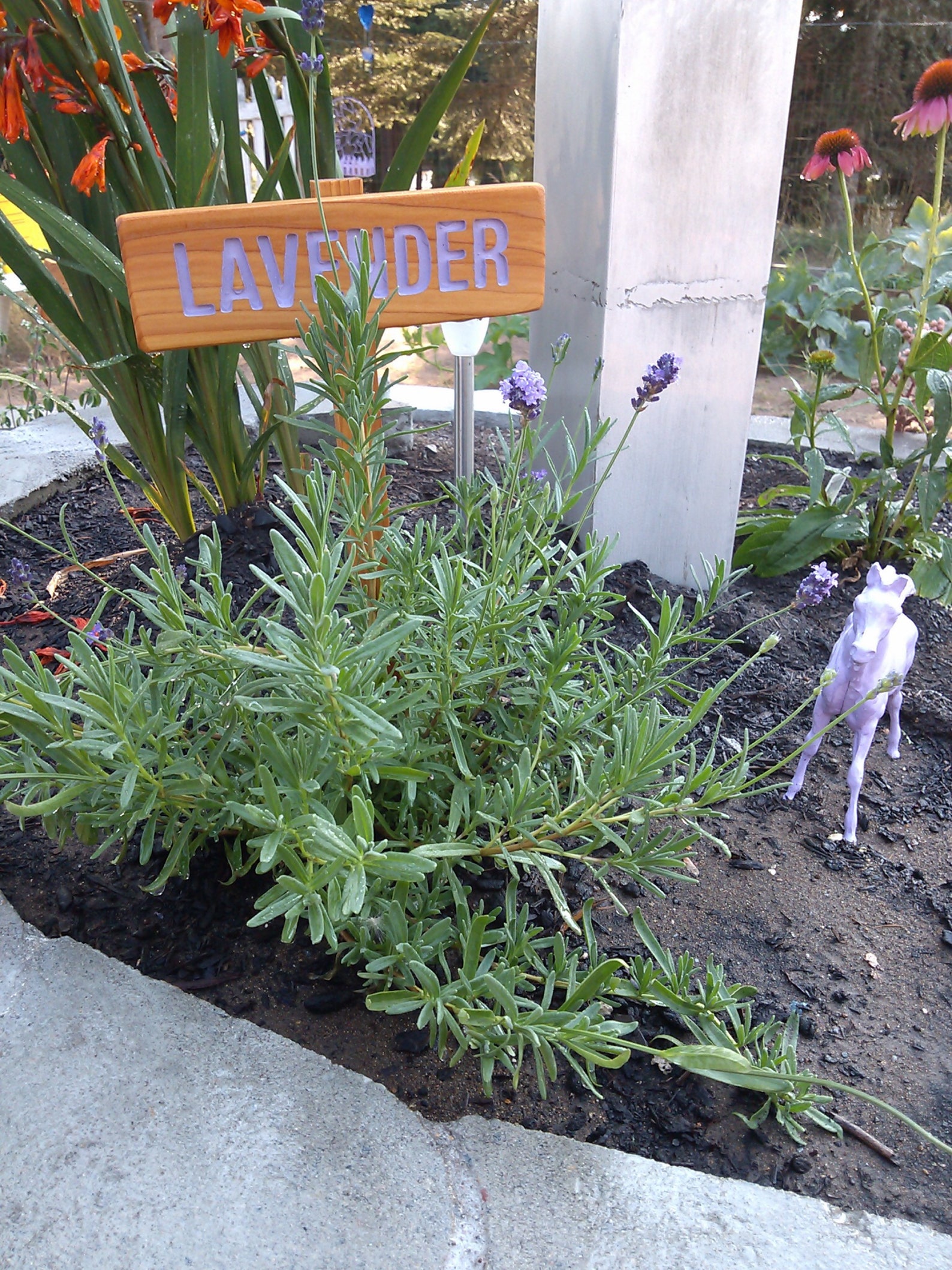 LAVENDER Herb Garden Sign Painted & Oil Sealed Cedar Wood: - Etsy
