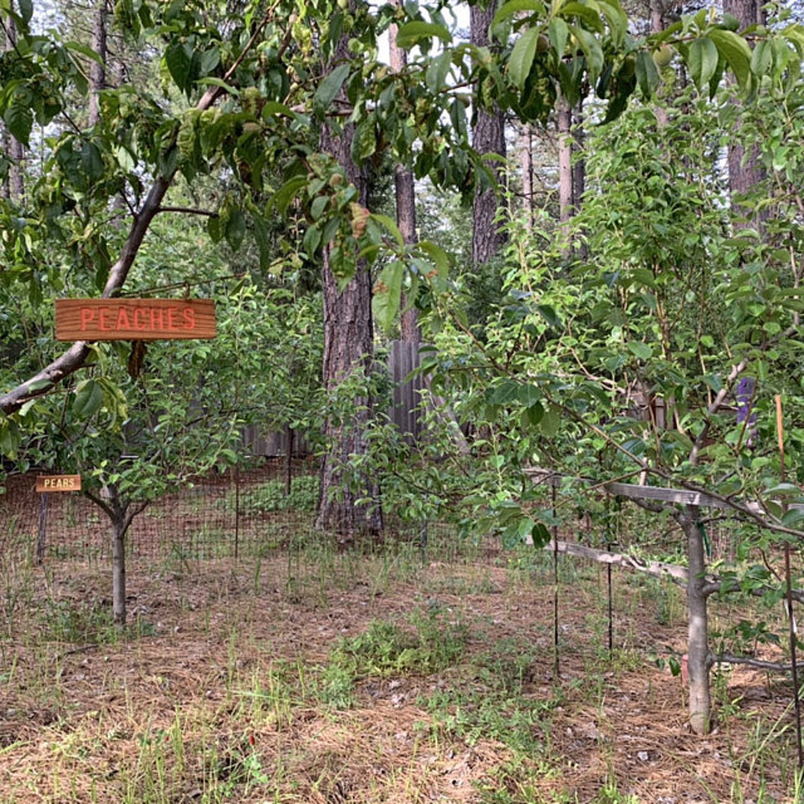 PEACHES Sign, Outdoor Sign, Yard Art, Garden Marker, Fruit Tree Sign ...