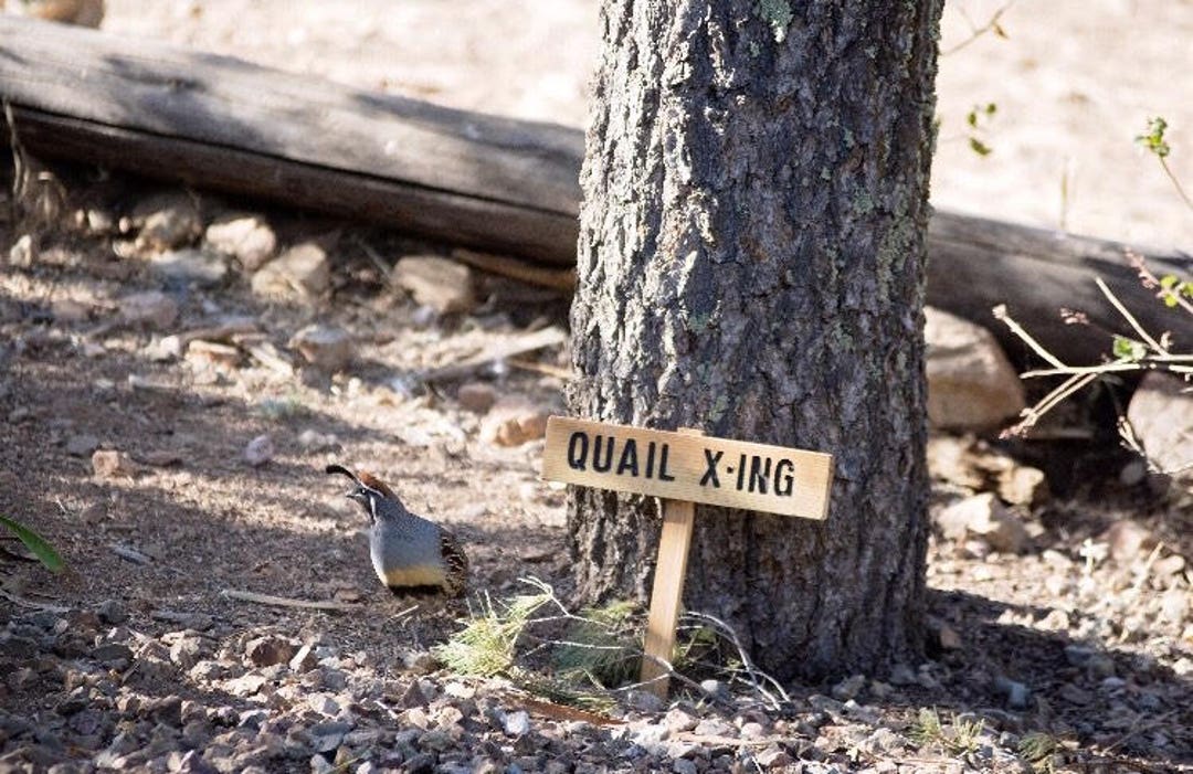 QUAIL X-ING Crossing Sign, QUAIL Caution Yard Sign, Hand Routed Quail ...